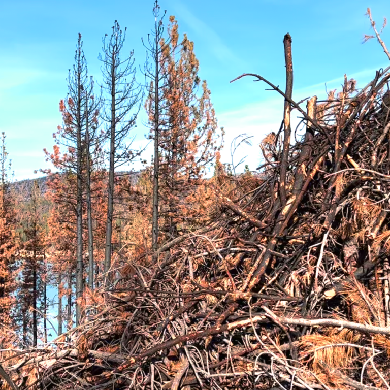 TMWA Joins Forces with US Forest Service and The National Forest ...